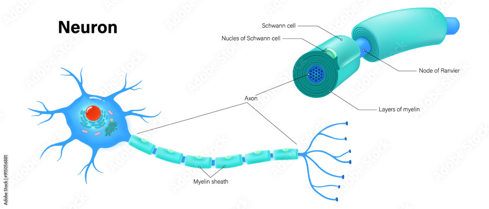 Neuron and components of the Myelin sheath anatomy vector. Cell body ...