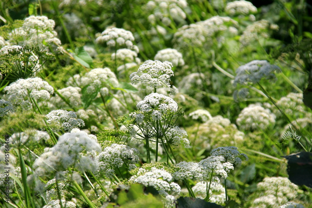 Cow parsley (Anthriscus sylvestris) has also names wild chervil.Field ...