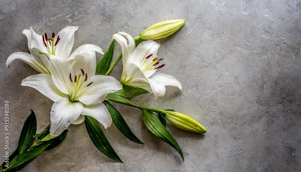 branch of white lilies flowers, mourning or funeral background, branch ...