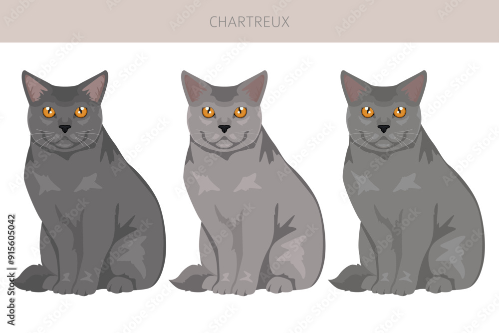 Chartreux Cat clipart. All coat colors set. All cat breeds ...