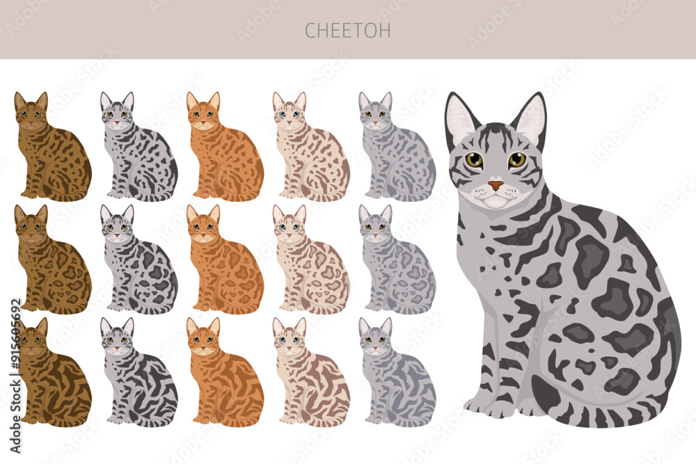 Cheetoh Cat clipart. All coat colors set. All cat breeds ...