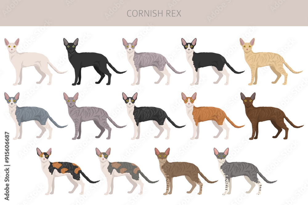 Cornish Rex Cat clipart. All coat colors set. All cat breeds ...