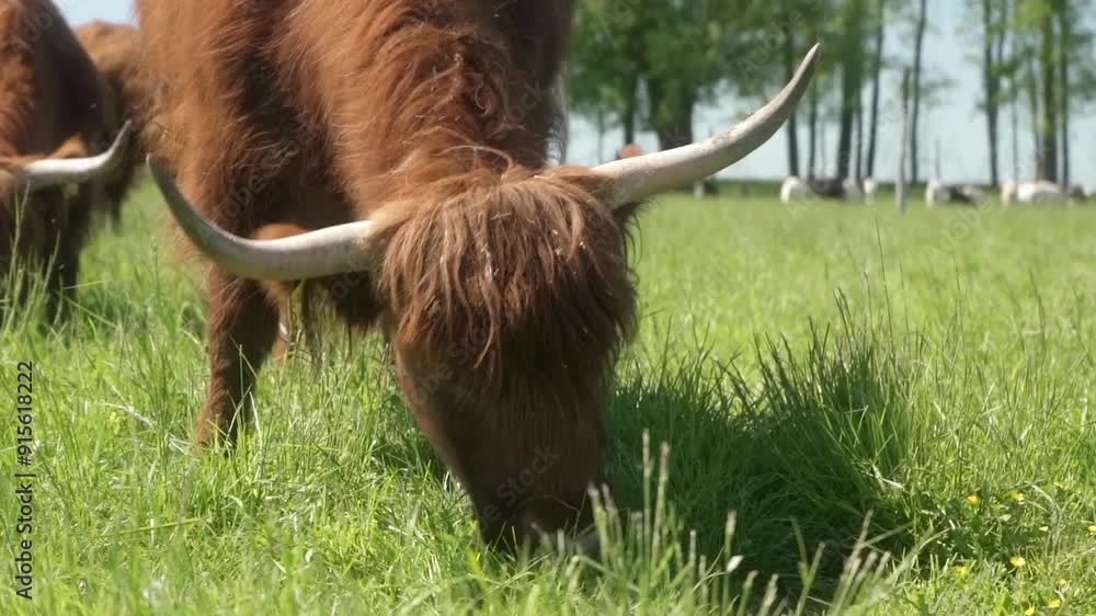 A Highland cow with a cattle ear tag eats grass in a pasture. A red cow ...