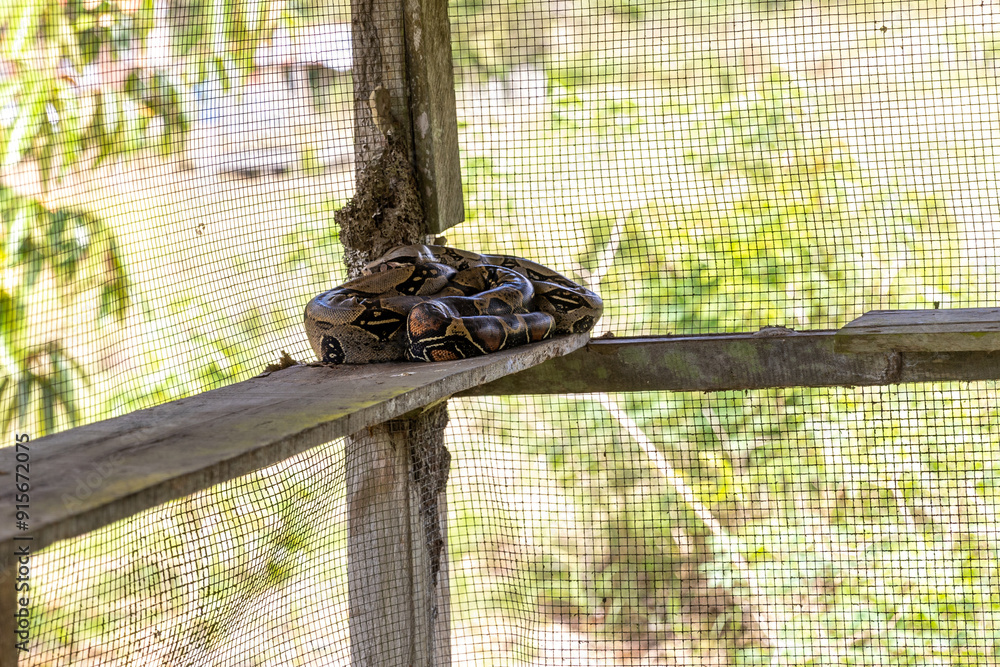 Anaconda. The green or common anaconda is a species of constrictor ...