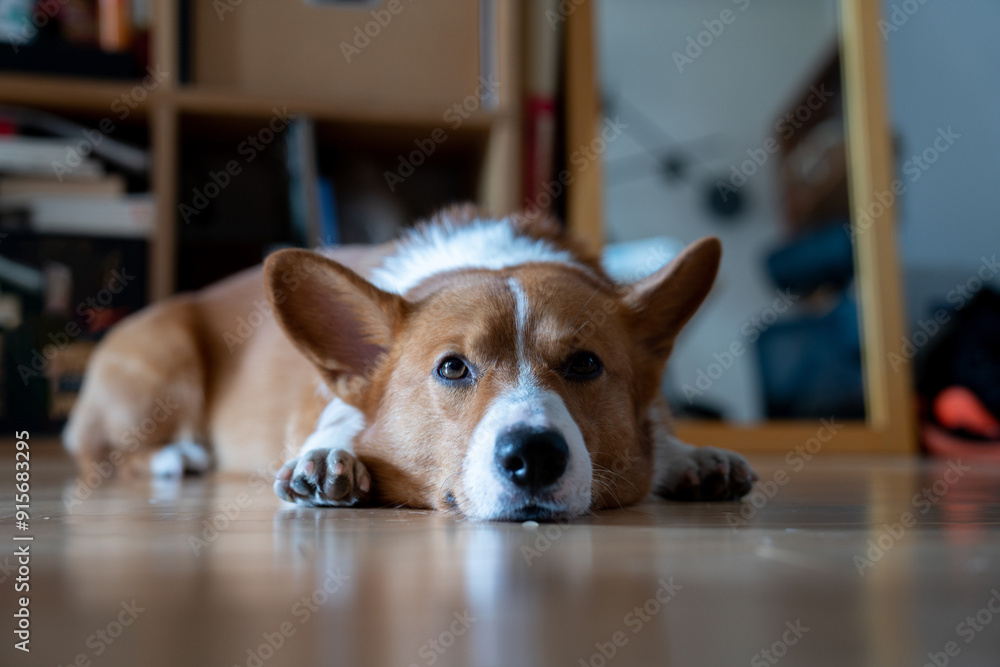 A close-up shot of an adorable Welsh Corgi lying on the floor ...