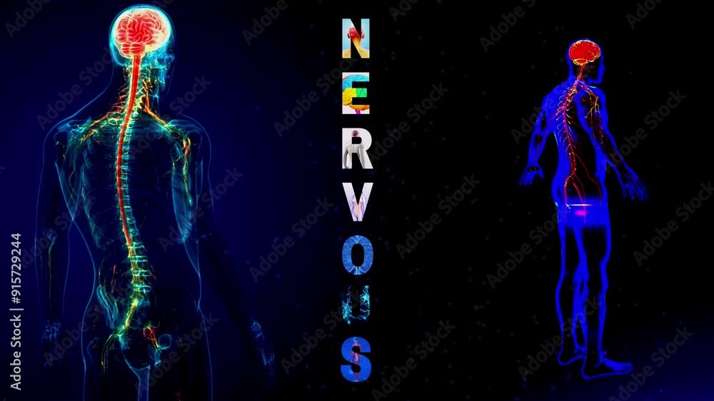 animation showing the human nervous system, 3D rendered medical ...