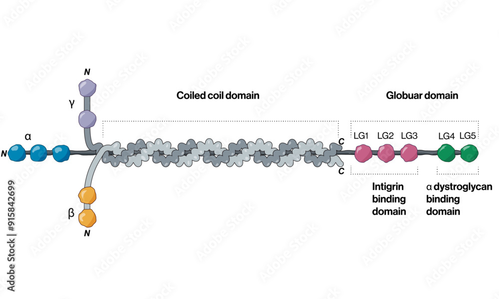 Detailed Structure of Laminin Protein with Different Domains and Labels: Vector Illustration for ...