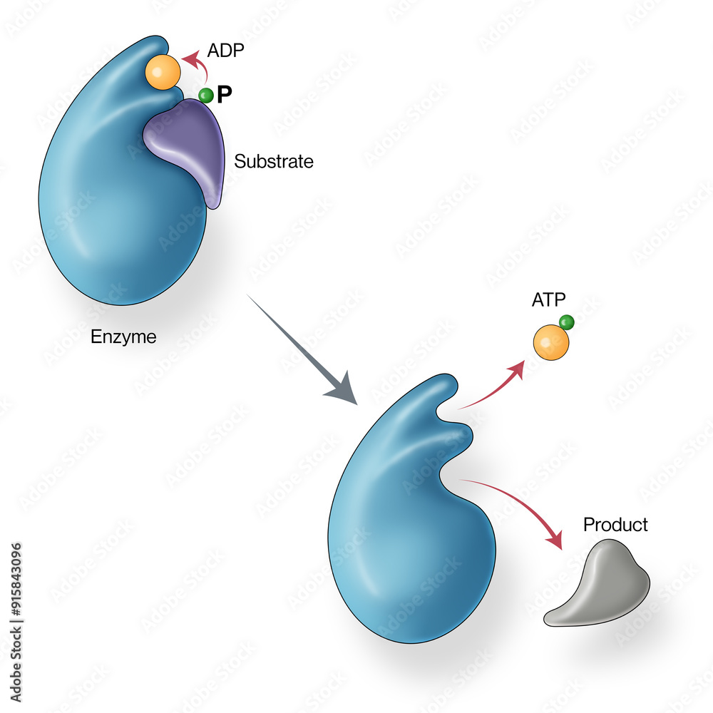 Mechanism of Substrate Level Phosphorylation, Detailed Vector ...