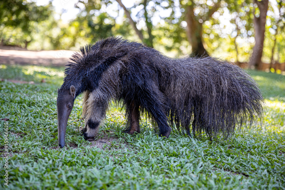 Anteater in the Peruvian jungle. In the Amazon jungle, near Iquitos ...