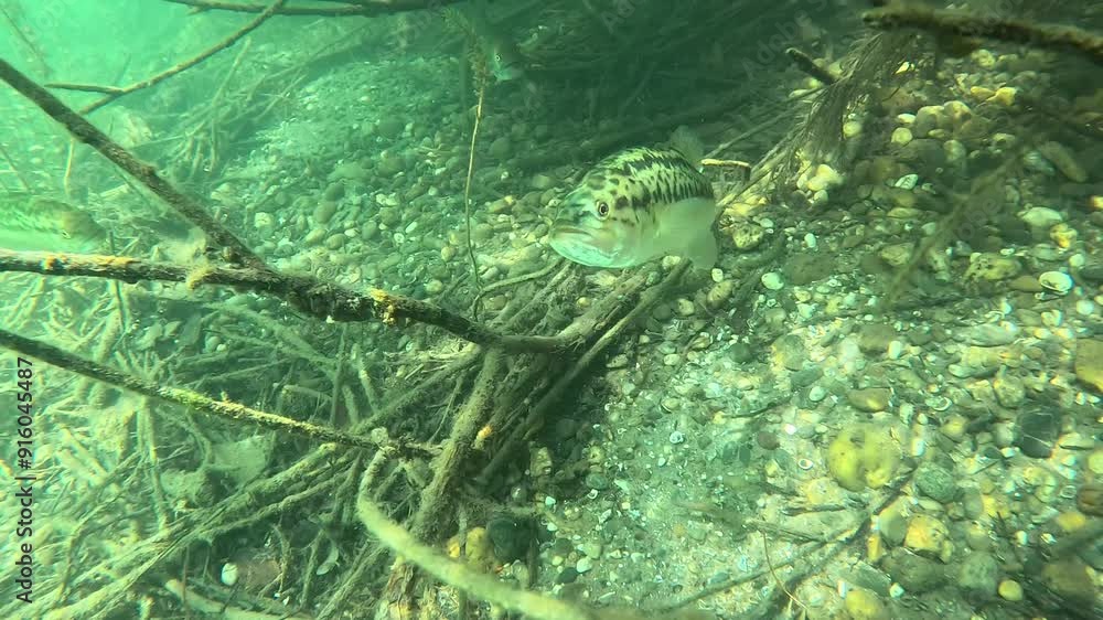 Young black bass with a rare leopard-like pattern swim gracefully ...
