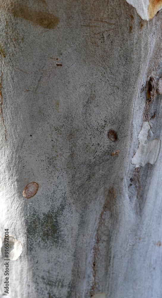 Eucalyptus tree bark texture, Bark of eucalyptus tree, seamless texture ...