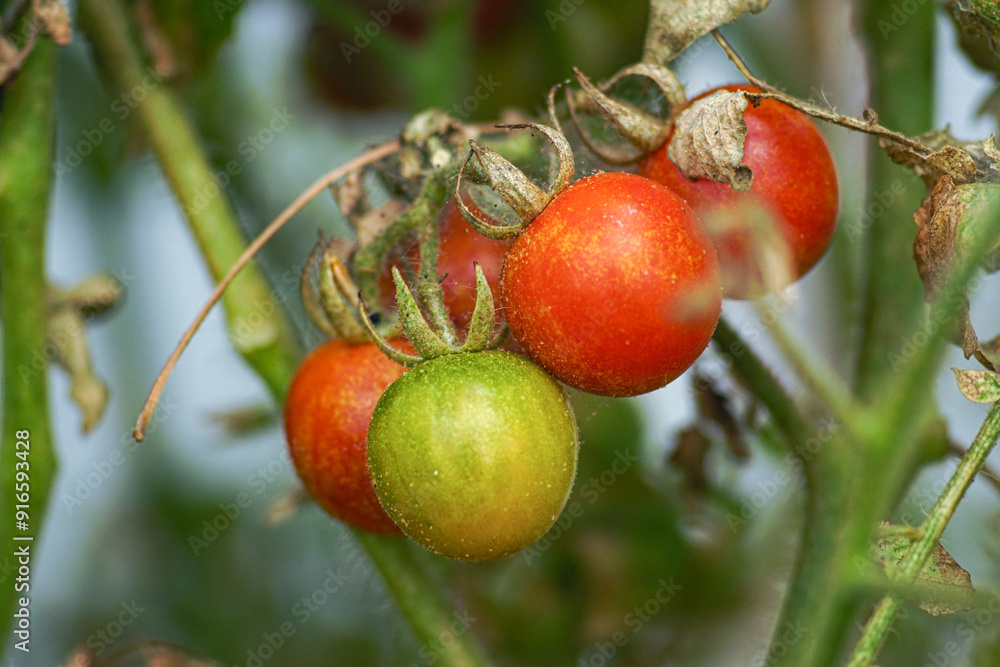 A close-up of a tomato infestation with spider mites, known in Latin as ...