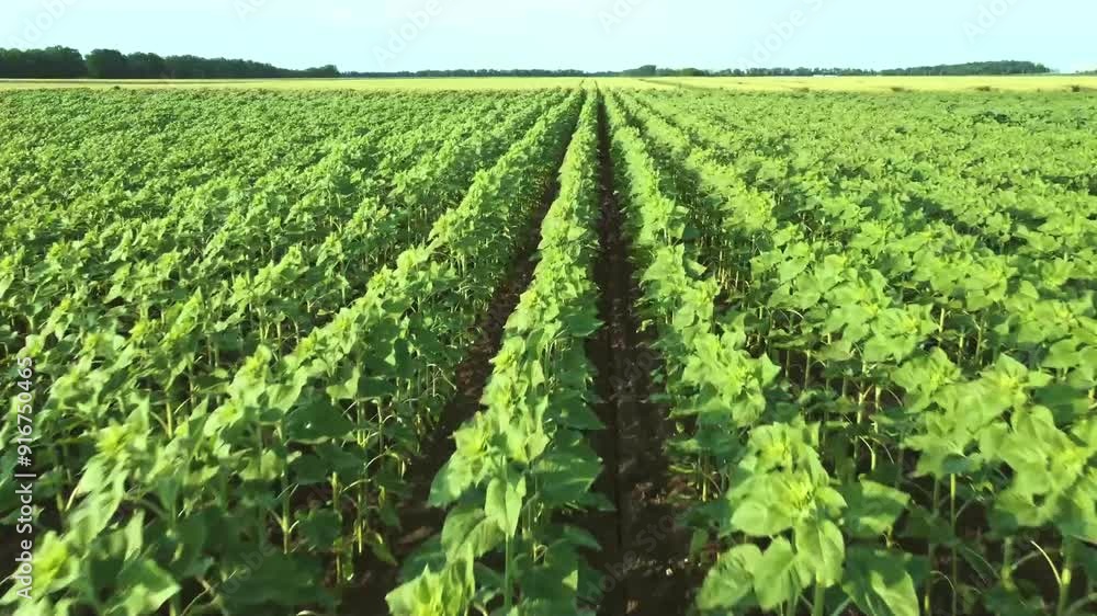 Lush sunflower field showcasing the stages of agro culture, including ...