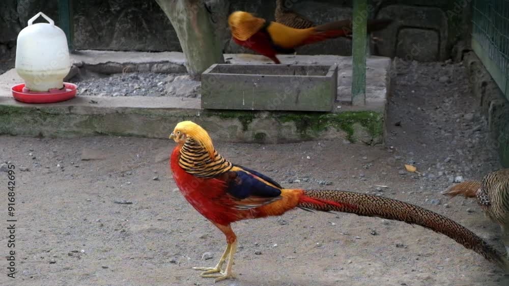 Golden pheasant with golden yellow color. The golden pheasant has a ...