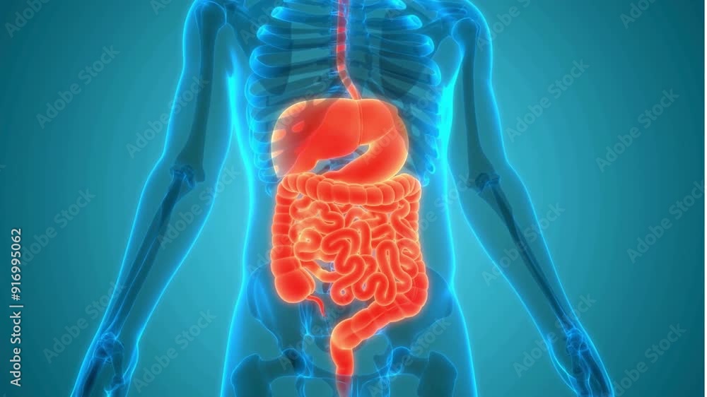 Human Digestive System Anatomy Animation Concept. 3D, Human digestive ...