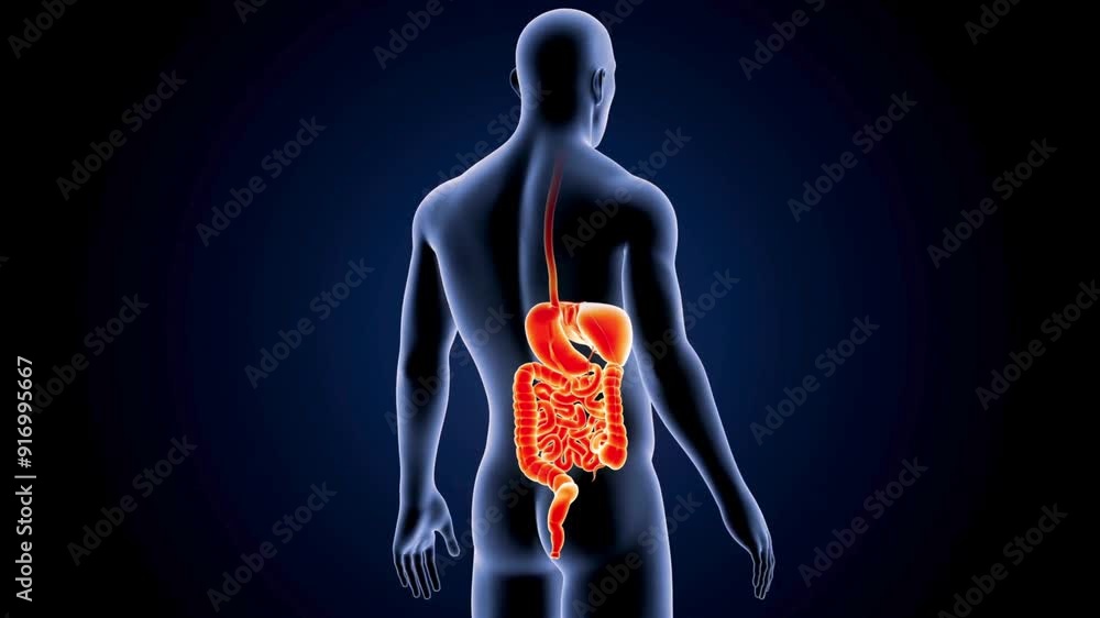 Human Digestive System Anatomy Animation Concept. 3D, Human digestive ...