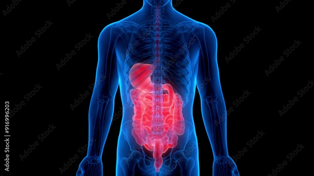 Human Digestive System Anatomy Animation Concept. 3D, Human digestive ...