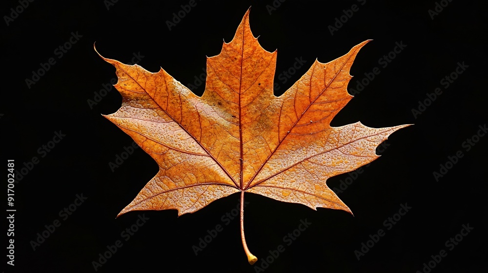 Autumn maple leaf a flattened structure of a higher plant similar to a ...