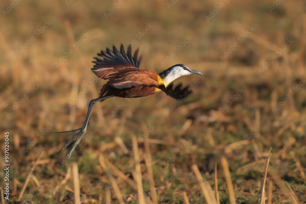 African Jacana (Actophilornis africanus) flying in a field of Water ...