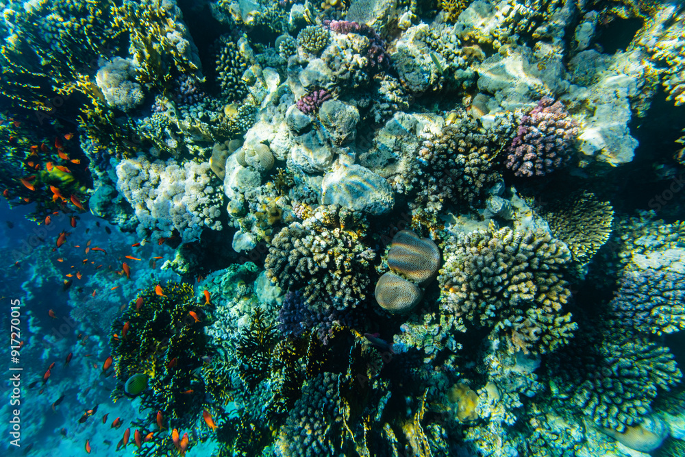 Colonies of the corals and tropical fishes at coral reef in Red sea ...