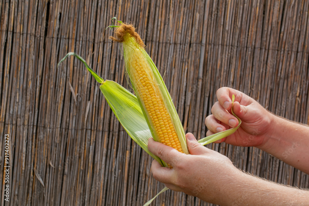 Person peeling fresh corn cob, highlighting agricultural harvest ...