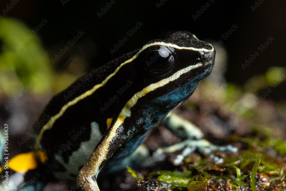 AMAZON POISON FROG, COMMON IN THE RAINFORESTS OF THE PERUVIAN AMAZON ...