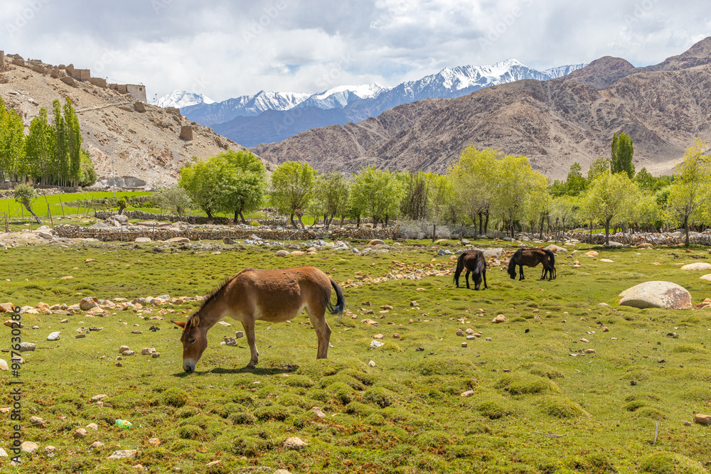 kiang also known as Tibetan wild Ass grazing on the grasslands of ...
