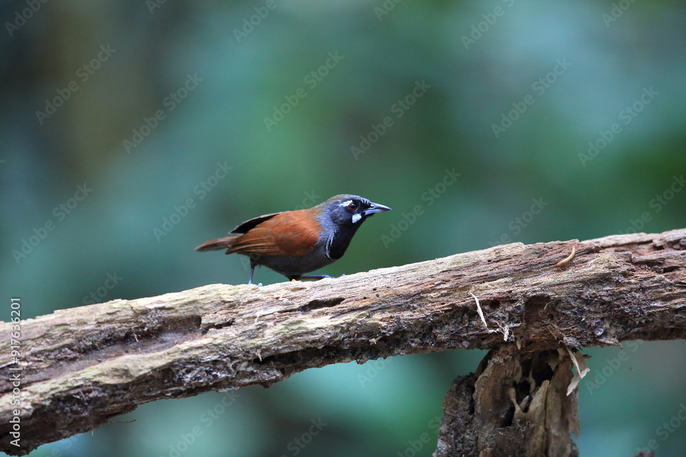 The black-throated babbler (Stachyris nigricollis) is a species of bird ...