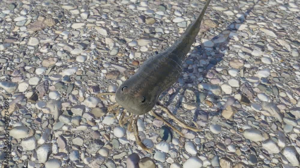 An animation of prehistoric Eurypterid Kokomopterus (Sea Scorpion ...
