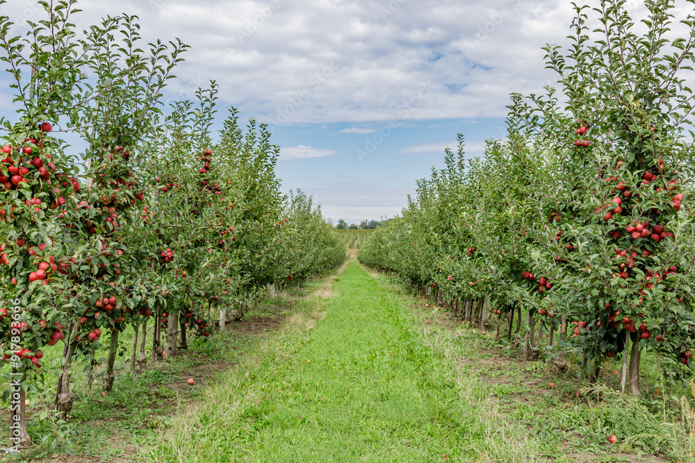 Apple orchard with red ripe apples on branches.Two rows of apple trees ...