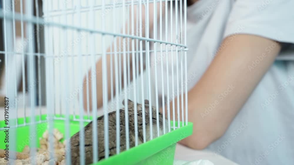 The owner plays with the hamster, man feeding hungry pet, owner caring ...