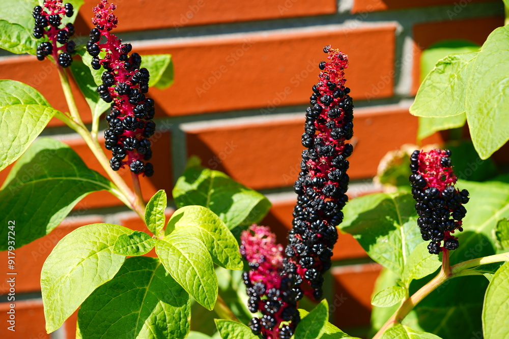 Dark purple berries of Phytolacca acinosa or Indian gooseberry in front ...