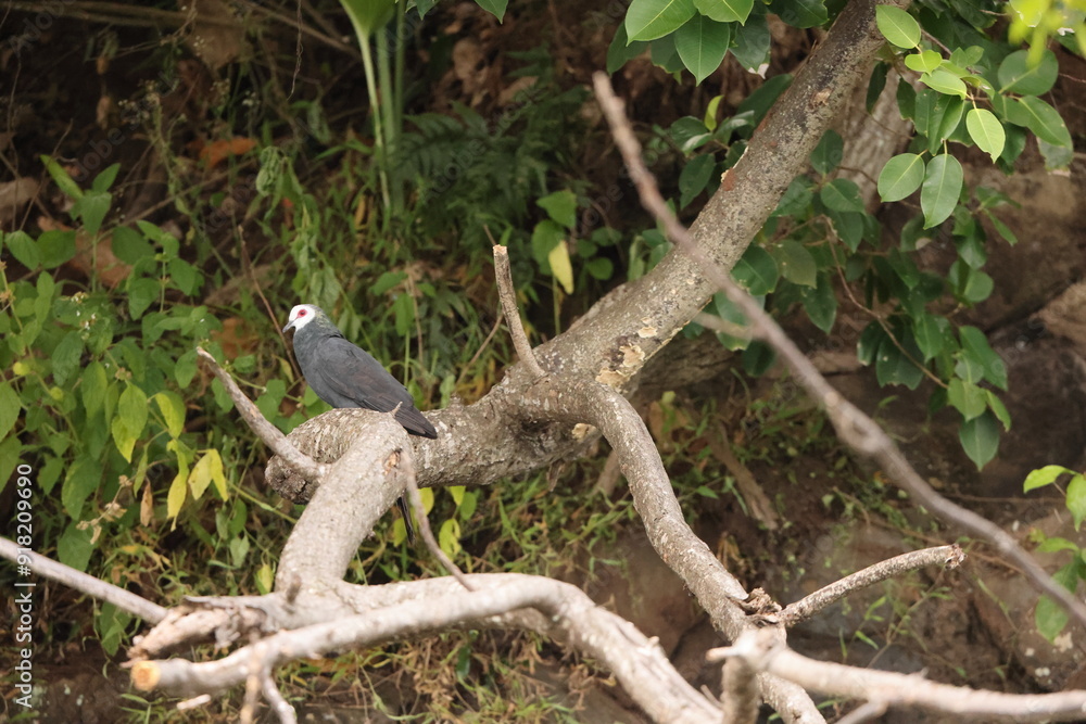 White-faced cuckoo-dove (Turacoena manadensis), also known as the white ...