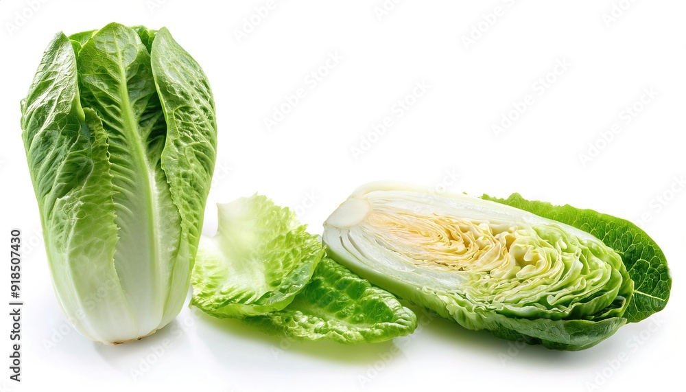 Romaine or cos lettuce - Lactuca sativa L. var. longifolia - a variety ...