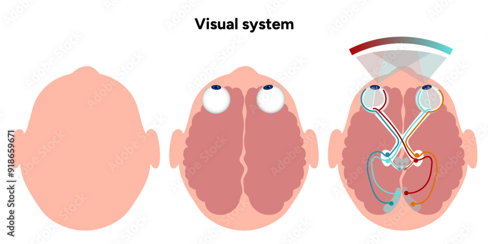 Suprachiasmatic Nucleus Of Hypothalamus Human Visual System Pathway Cortex Diagram Right And