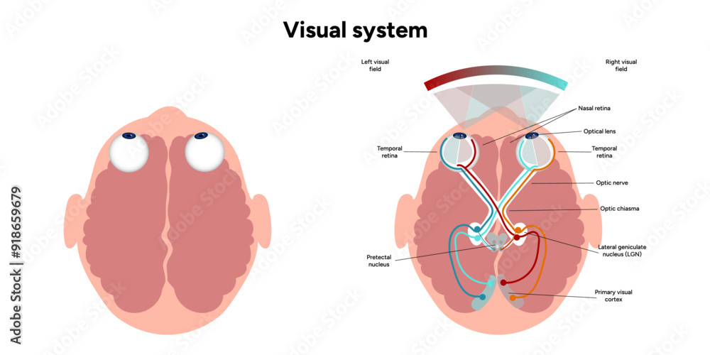 Suprachiasmatic Nucleus Of Hypothalamus Human Visual System Pathway
