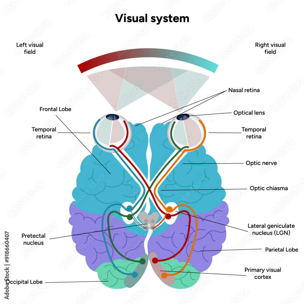 Brain Anatomy Areas Parts Functions Cerebral Cortex Frontal Somatosensory Cortex Parietal