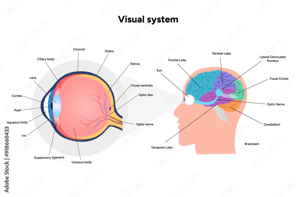 Brain anatomy areas parts functions. Cerebral cortex. Frontal, Somatosensory cortex, parietal ...