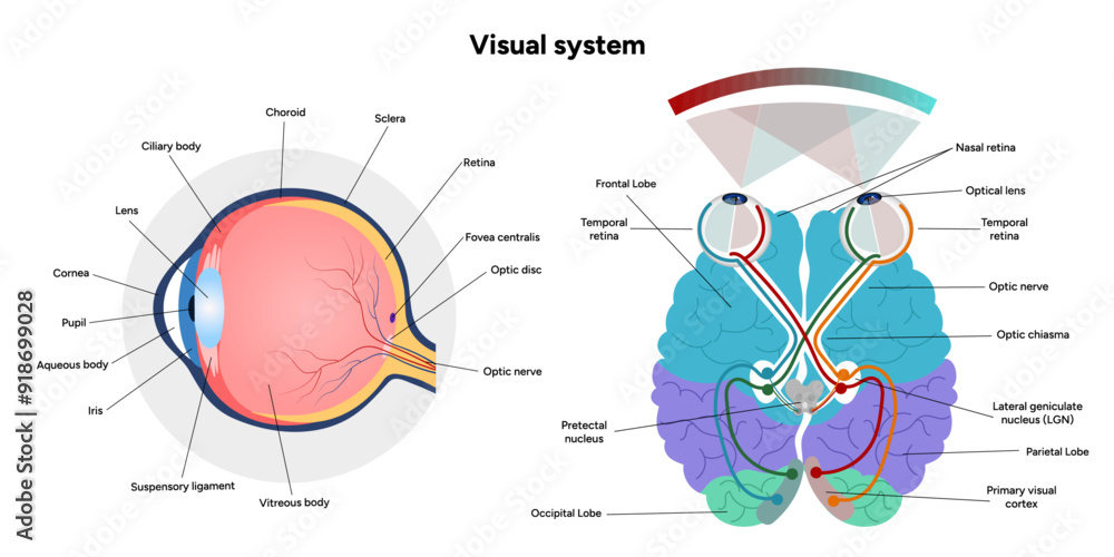 Suprachiasmatic nucleus of hypothalamus. Human visual system pathway cortex diagram. Right and ...