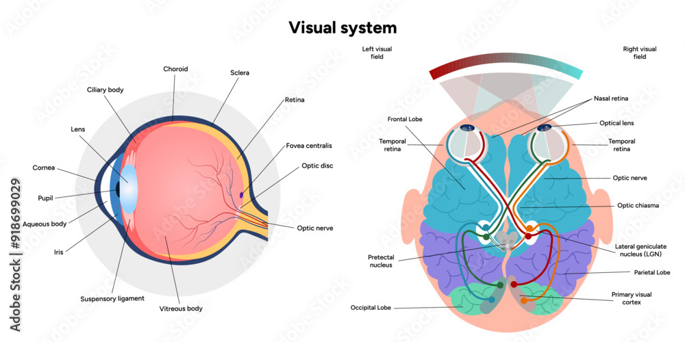 Suprachiasmatic nucleus of hypothalamus. Human visual system pathway cortex diagram. Right and ...