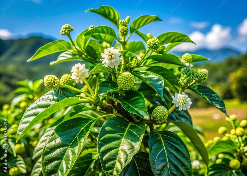 Vibrant green leaves and small white flowers adorn the Tahitian Noni ...