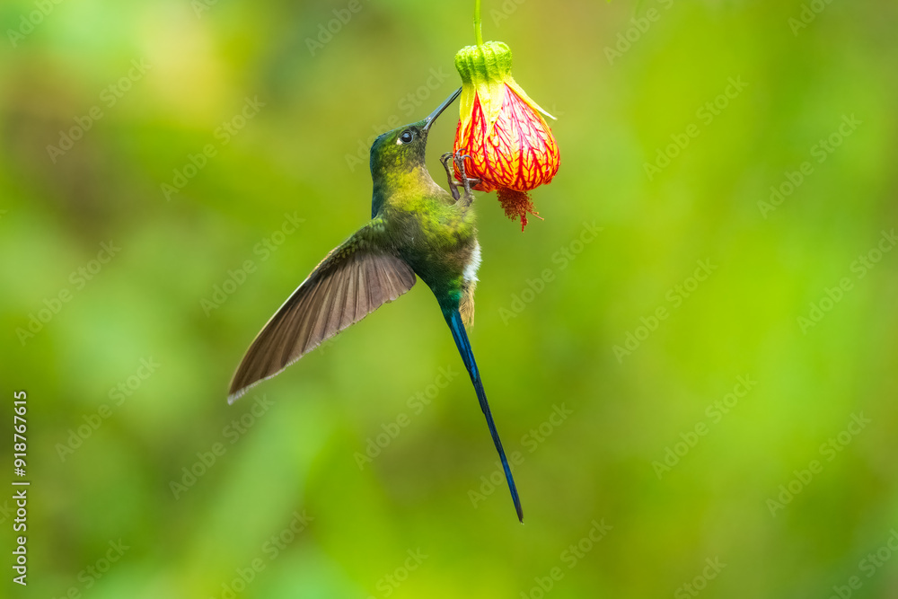 Violet-tailed Sylph - Aglaiocercus coelestis, beautiful long tailed ...