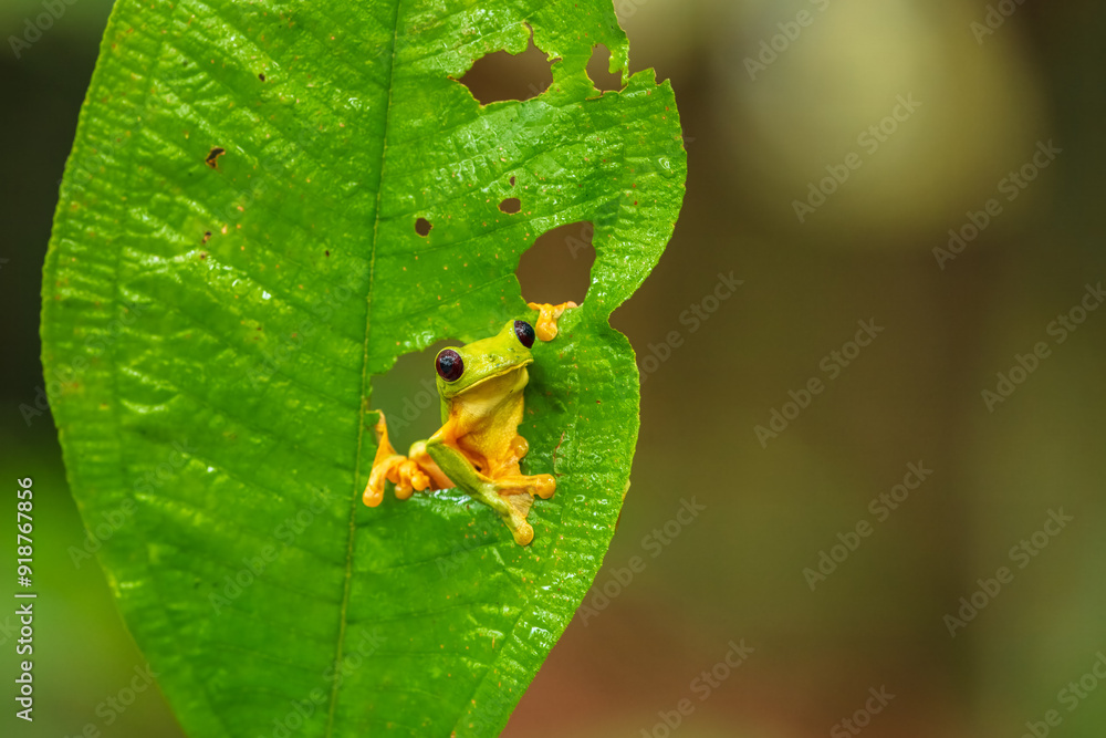 Gliding tree frog (Agalychnis spurrelli) is a species of frog in family ...