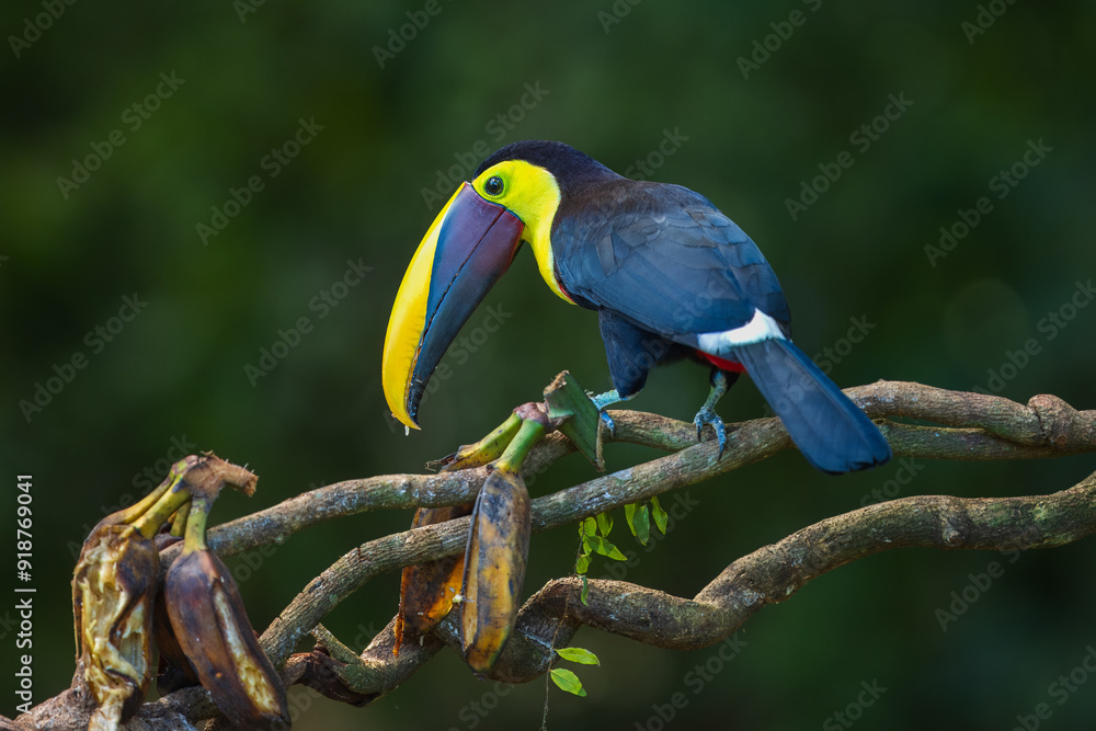 Choco toucan (Ramphastos brevis) is a near-passerine bird in the family ...