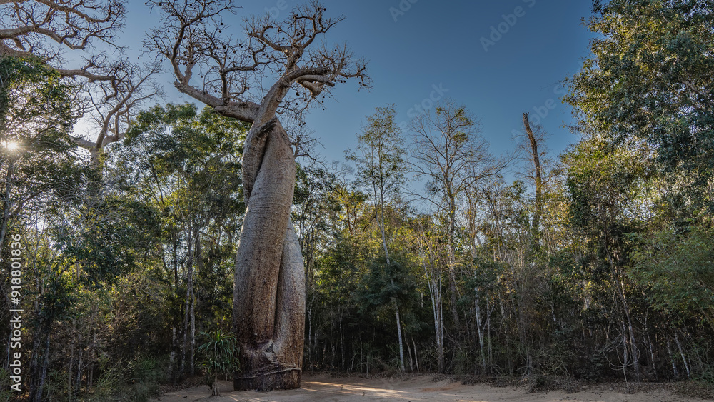 Two baobabs intertwined their trunks, hugging each other. Thick twisted ...