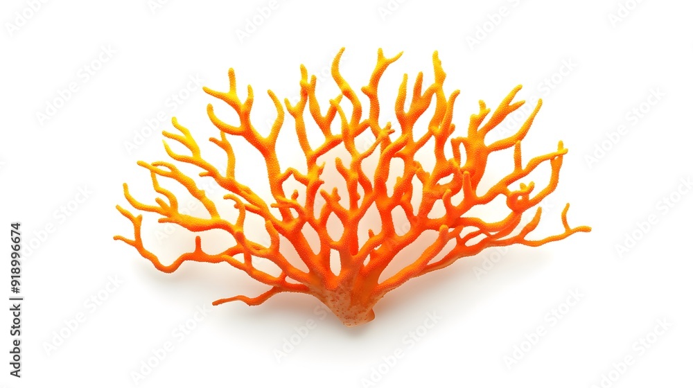 Realistic illustration of an orange fire coral with branching tips ...