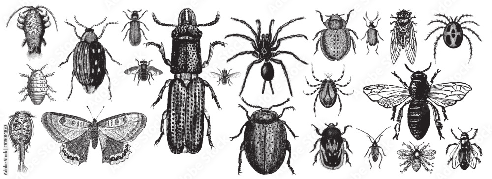 Insect collection illustration, drawing, engraving, ink, line art ...