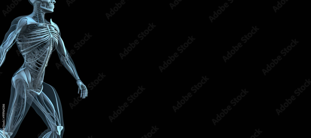 Anatomical structure of muscular system of human body, dark background ...