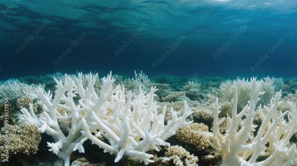 Coral bleaching in a once-vibrant reef, showing the detrimental effects ...