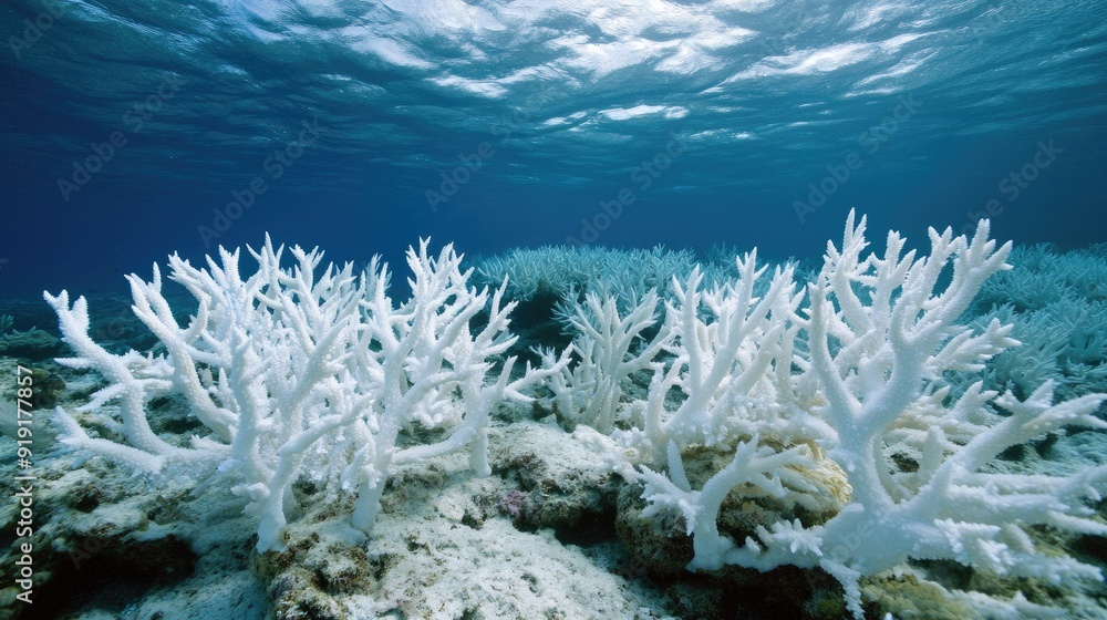 Coral bleaching in a once-vibrant reef, showing the detrimental effects ...